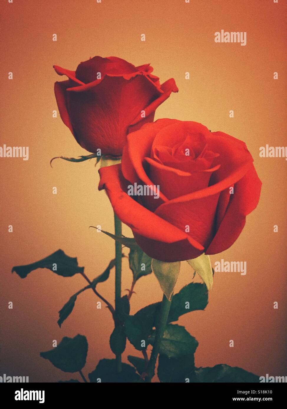 Vintage red Roses Stock Photo - Alamy