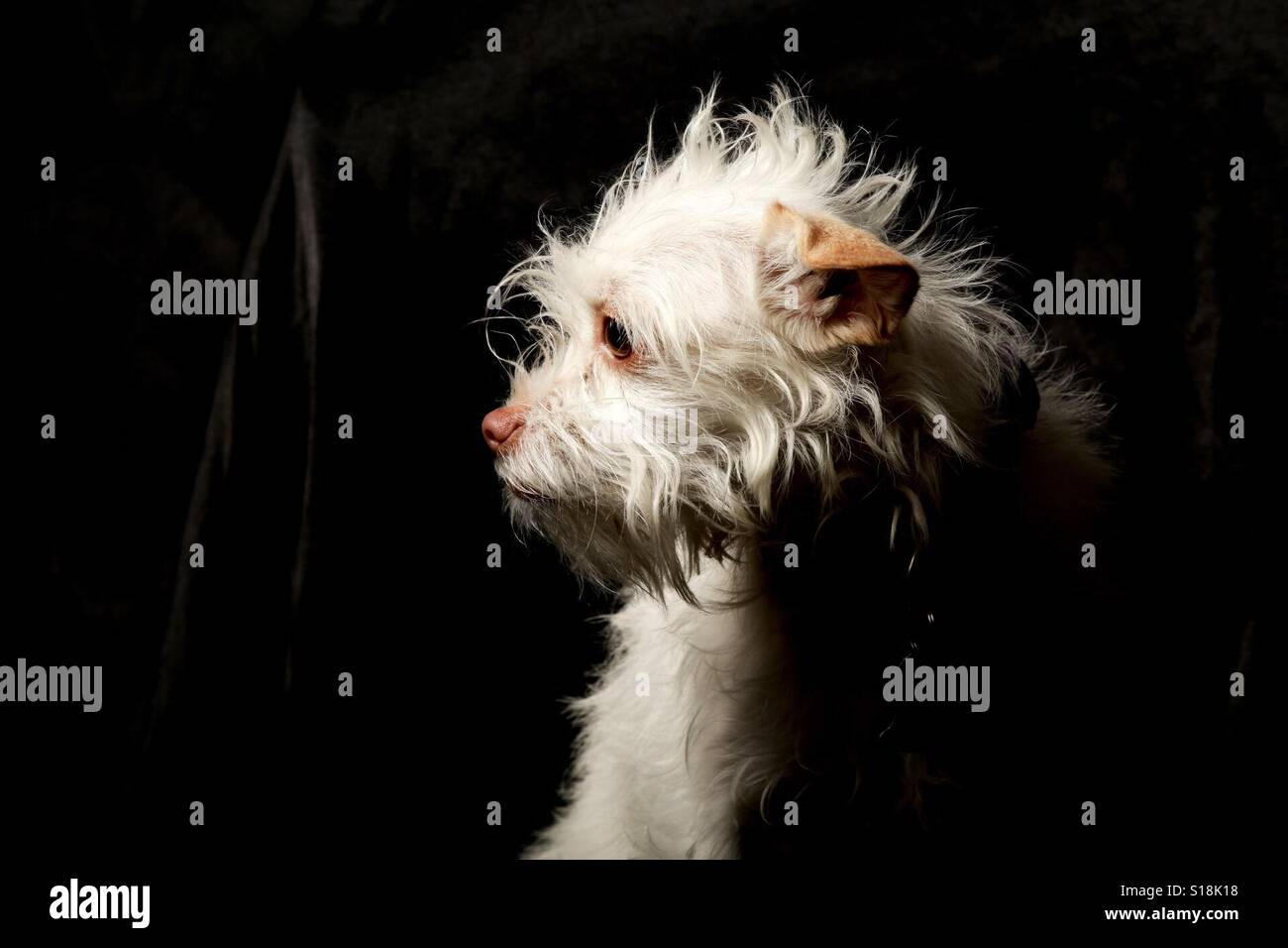 Small White Dog Posing Sideways Stock Photo - Alamy