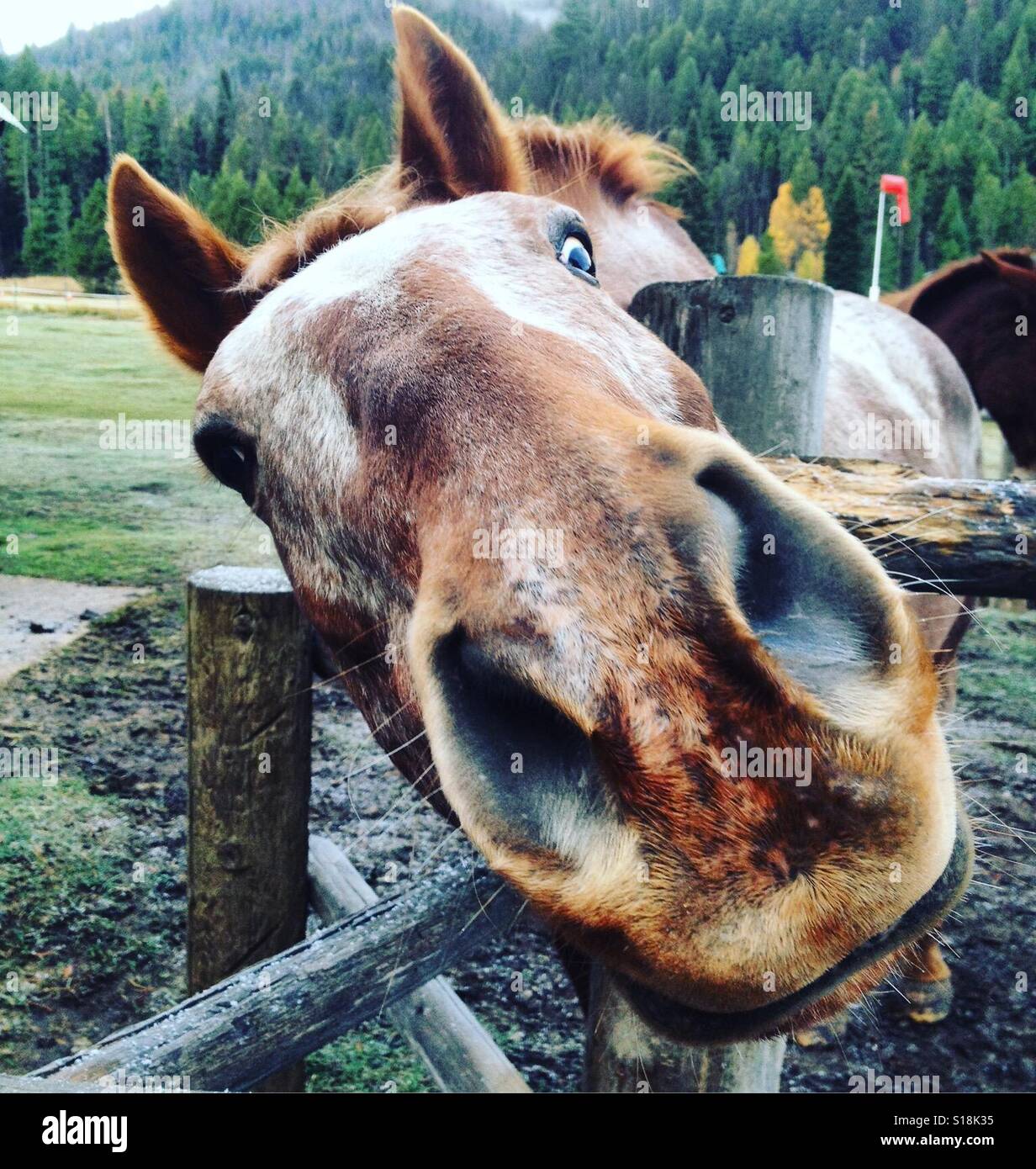 Roan horse hi-res stock photography and images - Alamy
