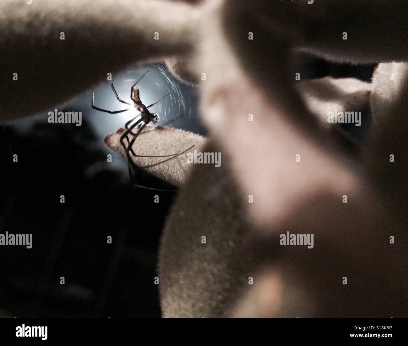 Moon and spider hi-res stock photography and images - Alamy
