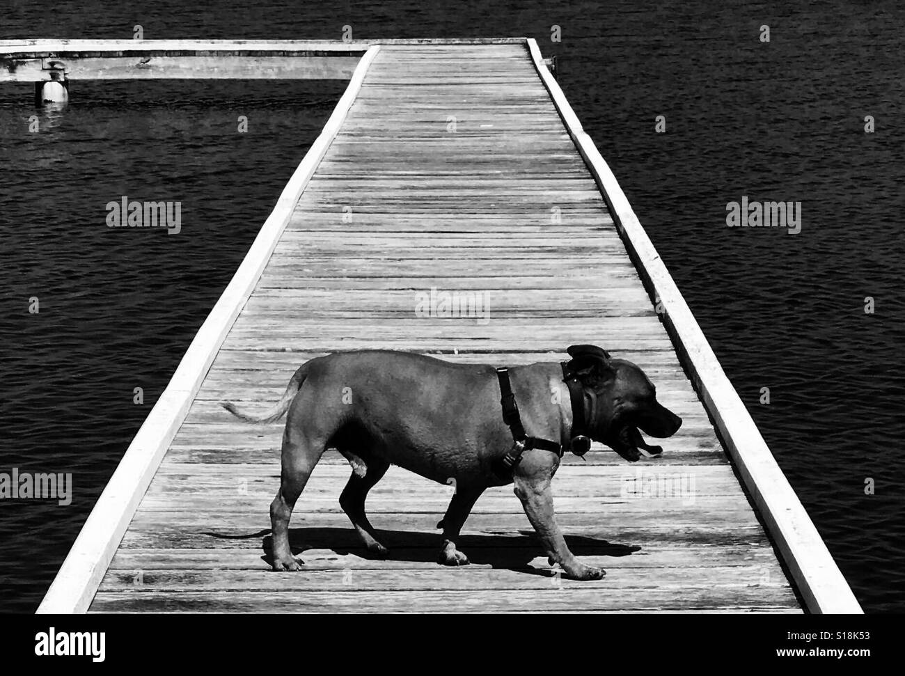 Staffy High Resolution Stock Photography and Images - Alamy