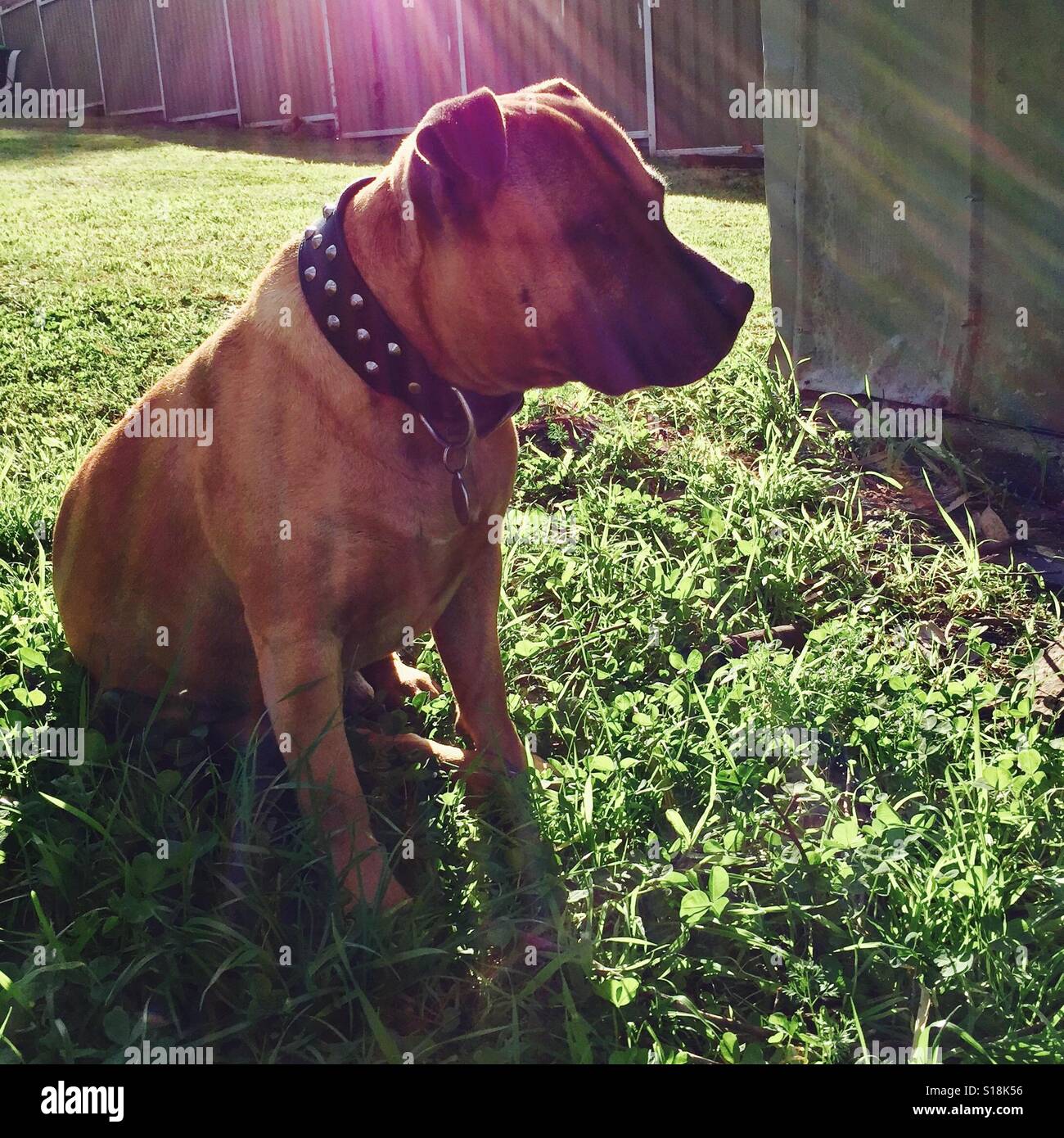 Mack dog hi-res stock photography and images - Alamy