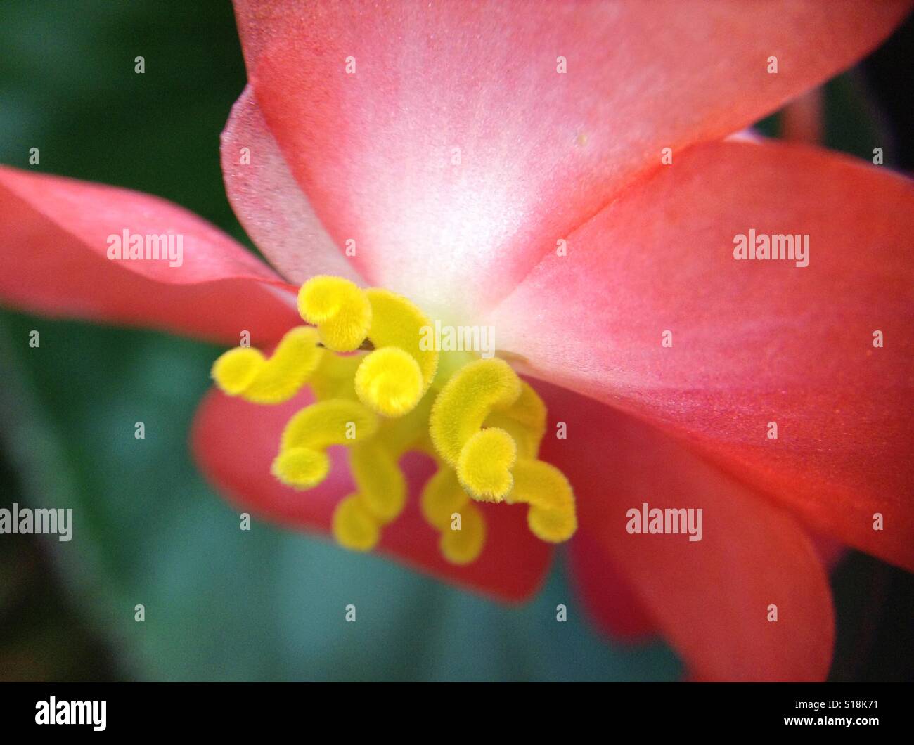 Monoecious flower hi-res stock photography and images - Alamy