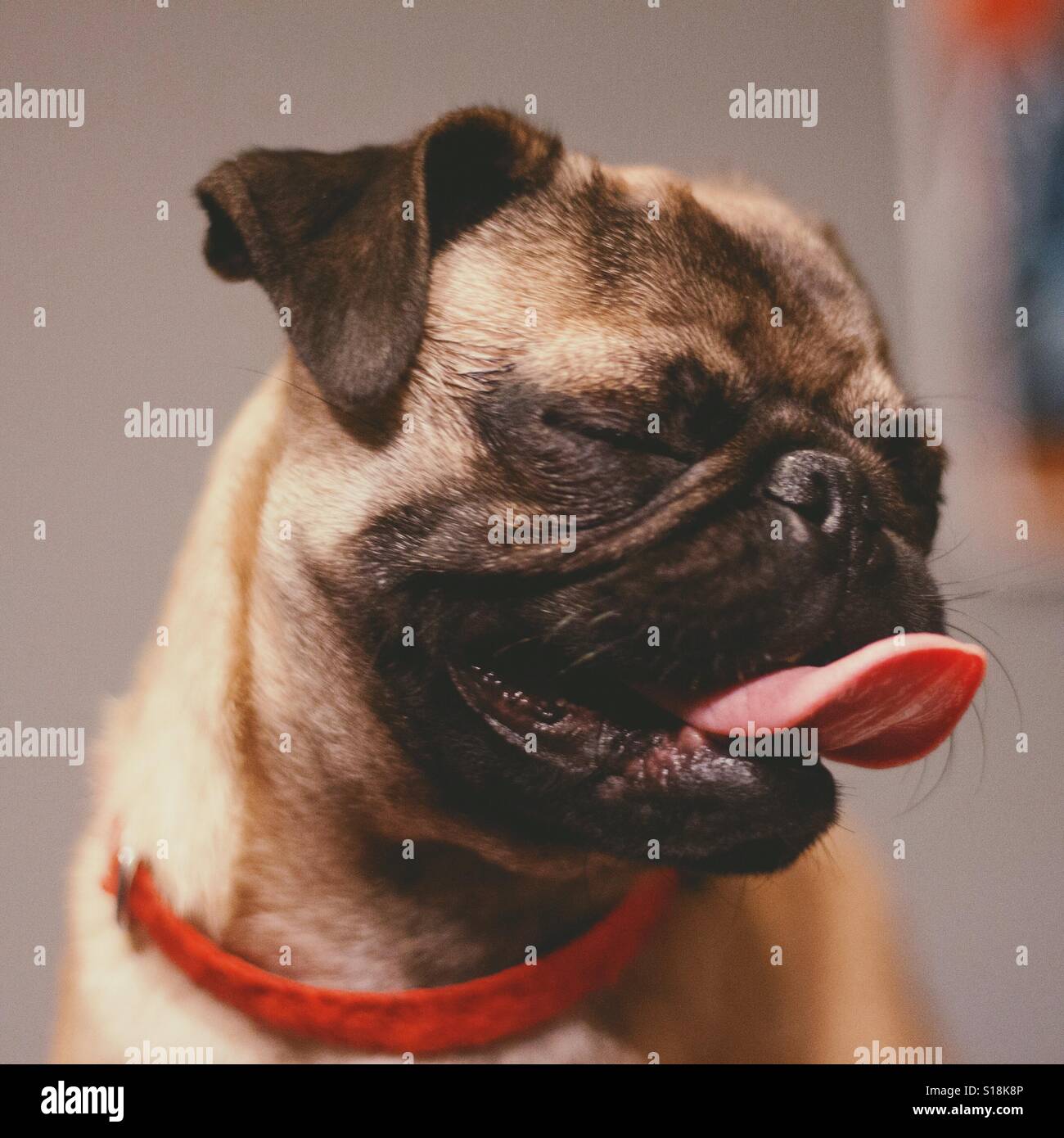 Pug Smiling High Resolution Stock Photography and Images - Alamy