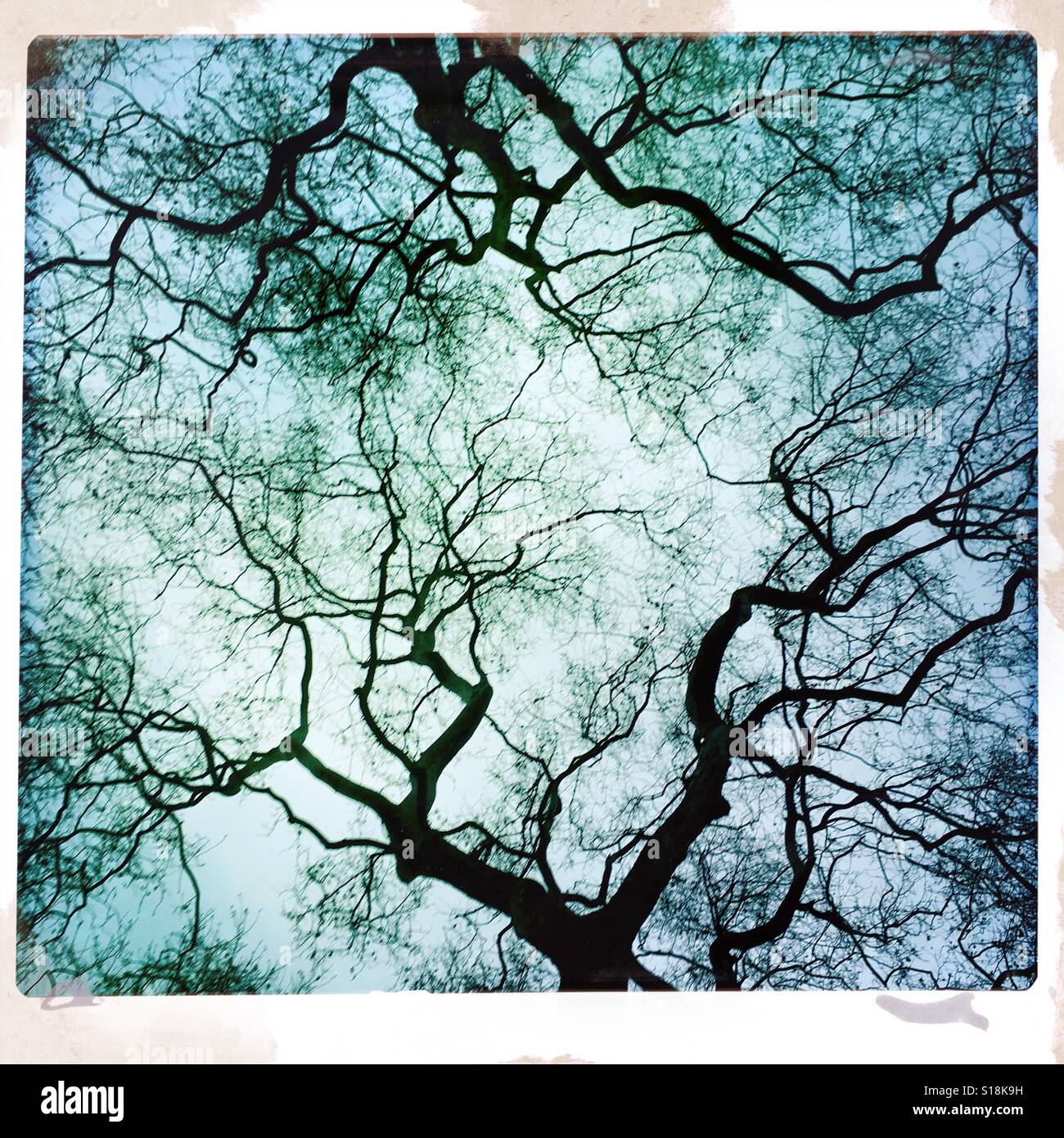 Looking up to tree branches hi-res stock photography and images - Alamy
