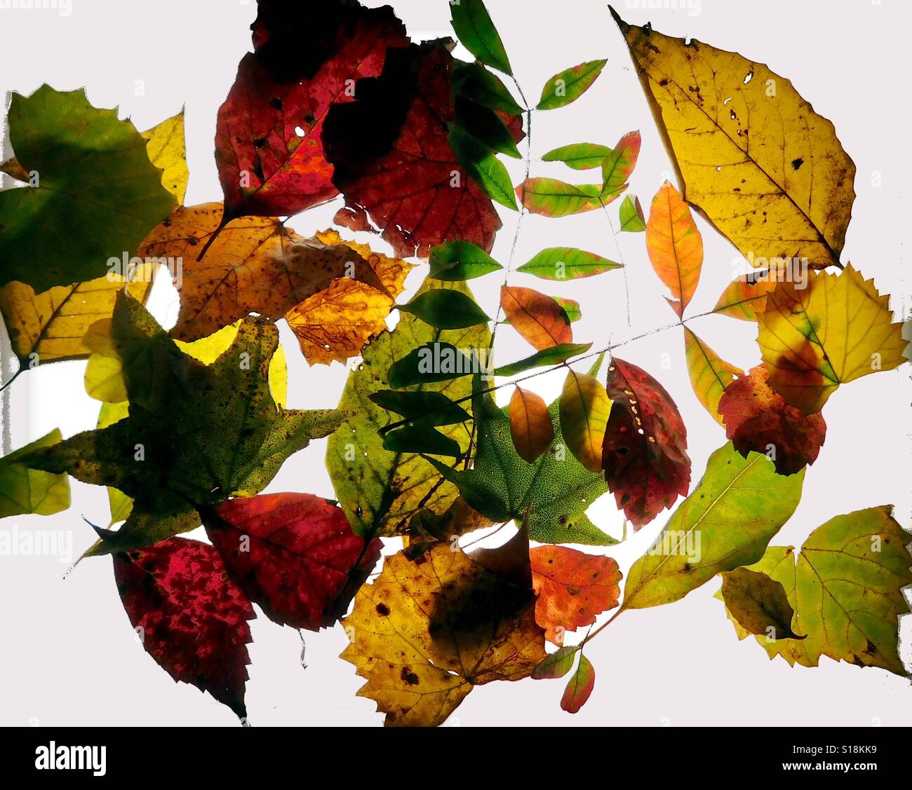 Closeup fall leaves taken on hi-res stock photography and images - Alamy