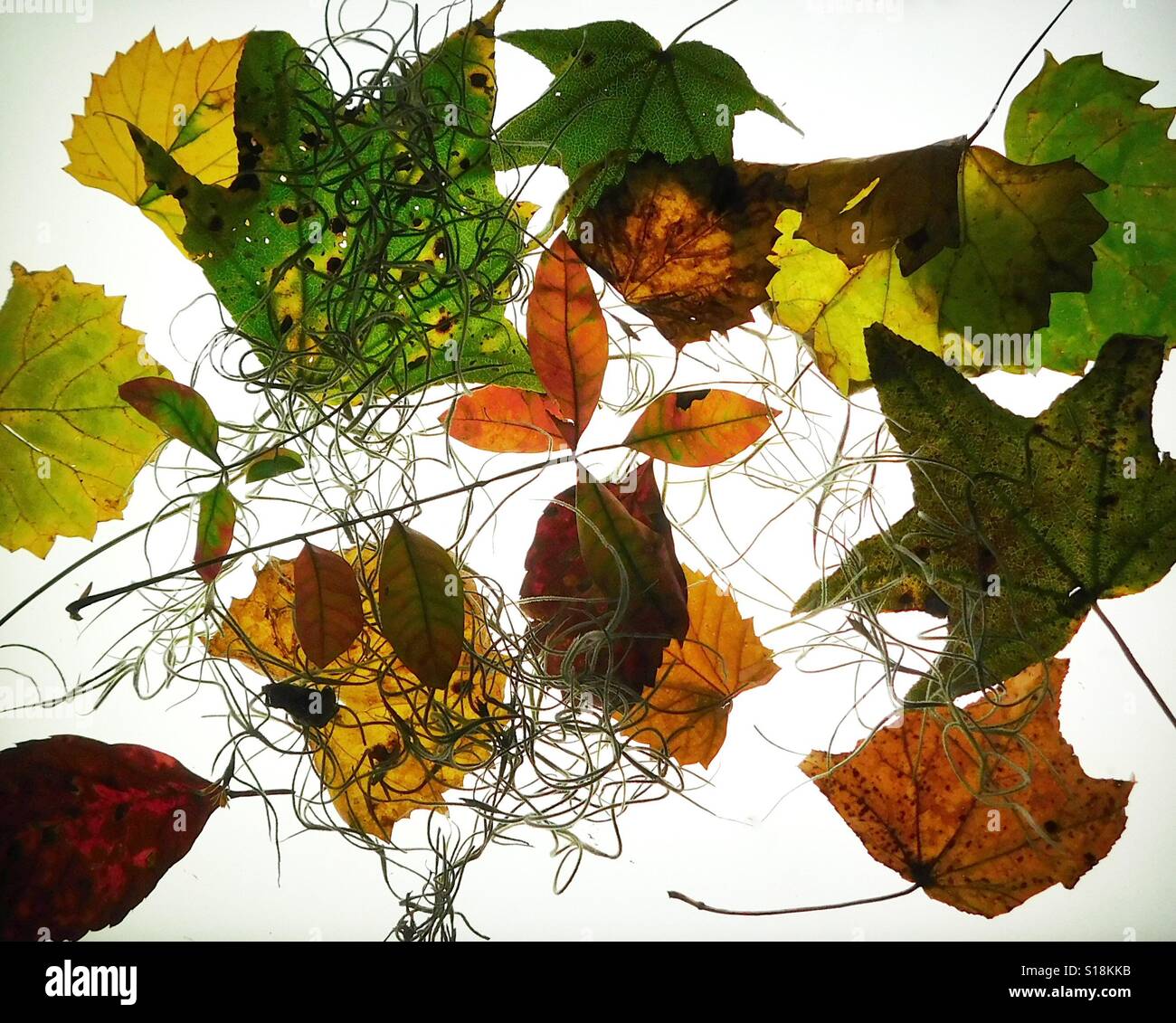 Closeup fall leaves taken on hi-res stock photography and images - Alamy