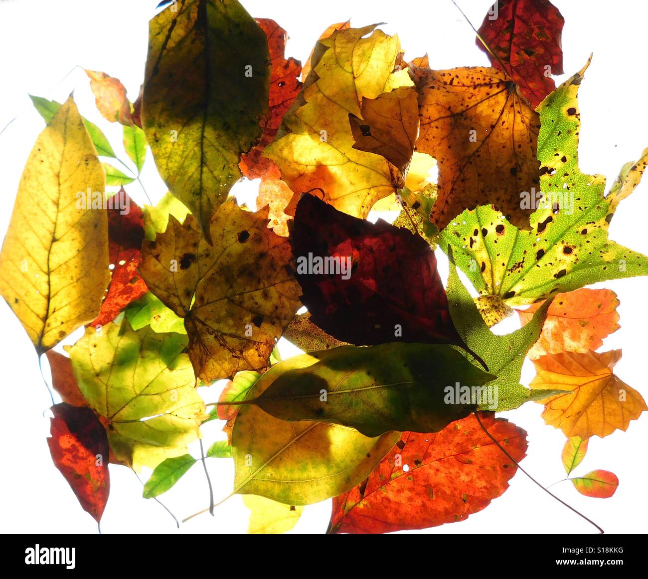 Closeup fall leaves taken on hi-res stock photography and images - Alamy