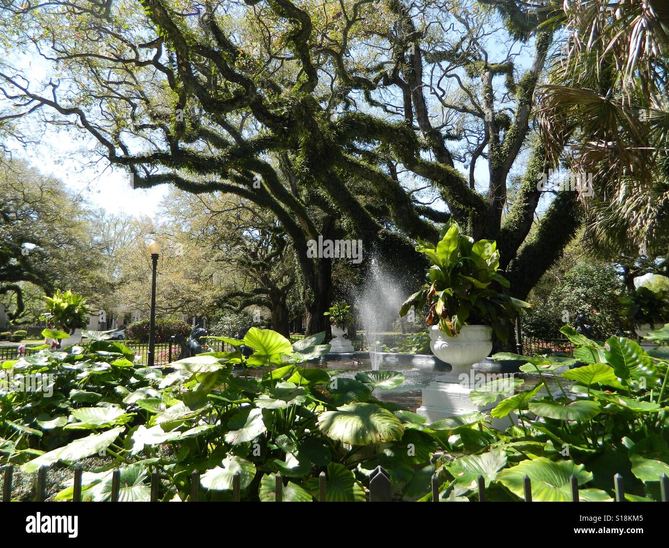 Oak tree park hi-res stock photography and images - Alamy