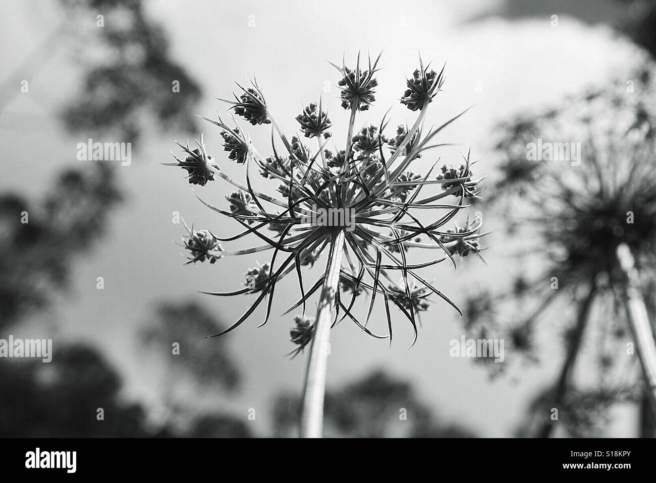 Bnw flower hi-res stock photography and images - Alamy