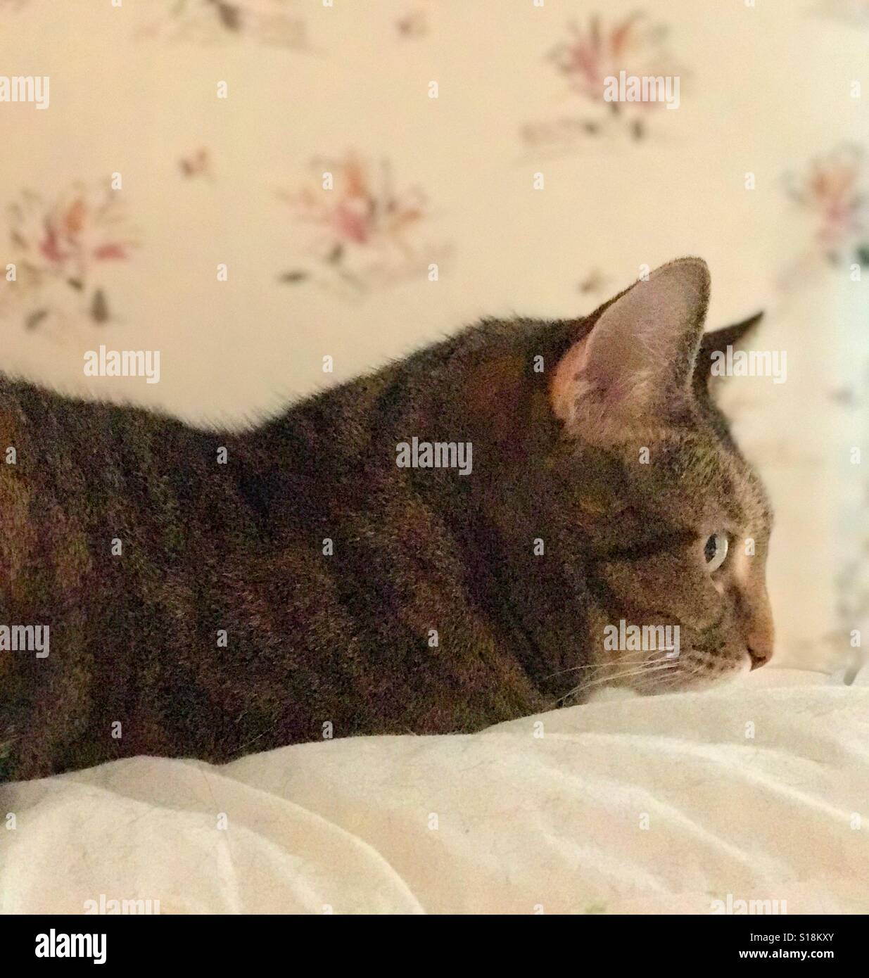 American shorthaired tabby hi-res stock photography and images - Alamy