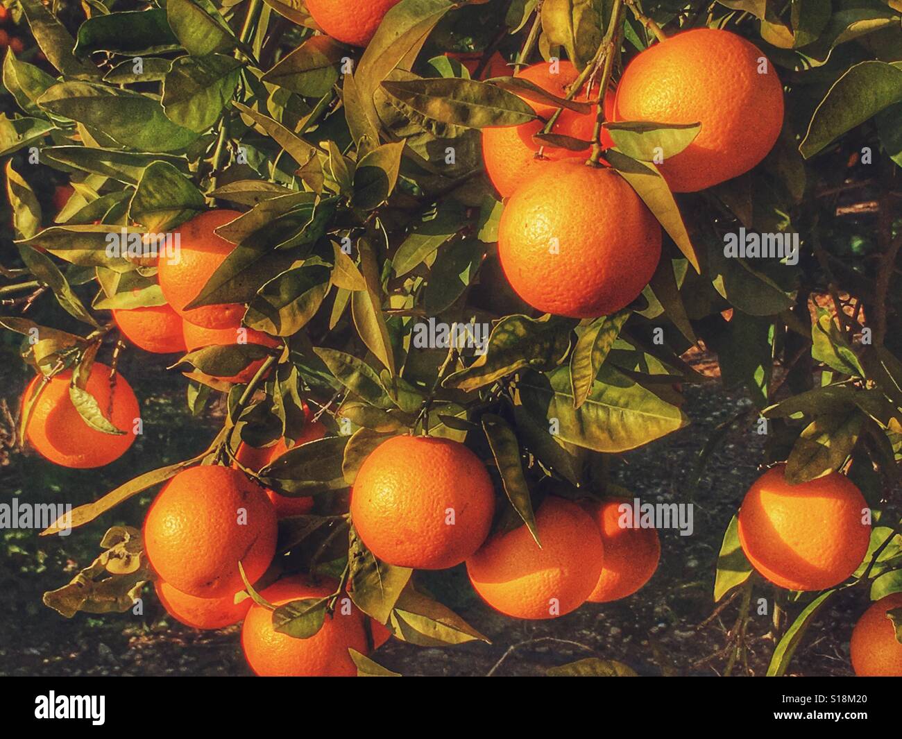 The fruit of the orange tree smartphone stock photos and images - Alamy