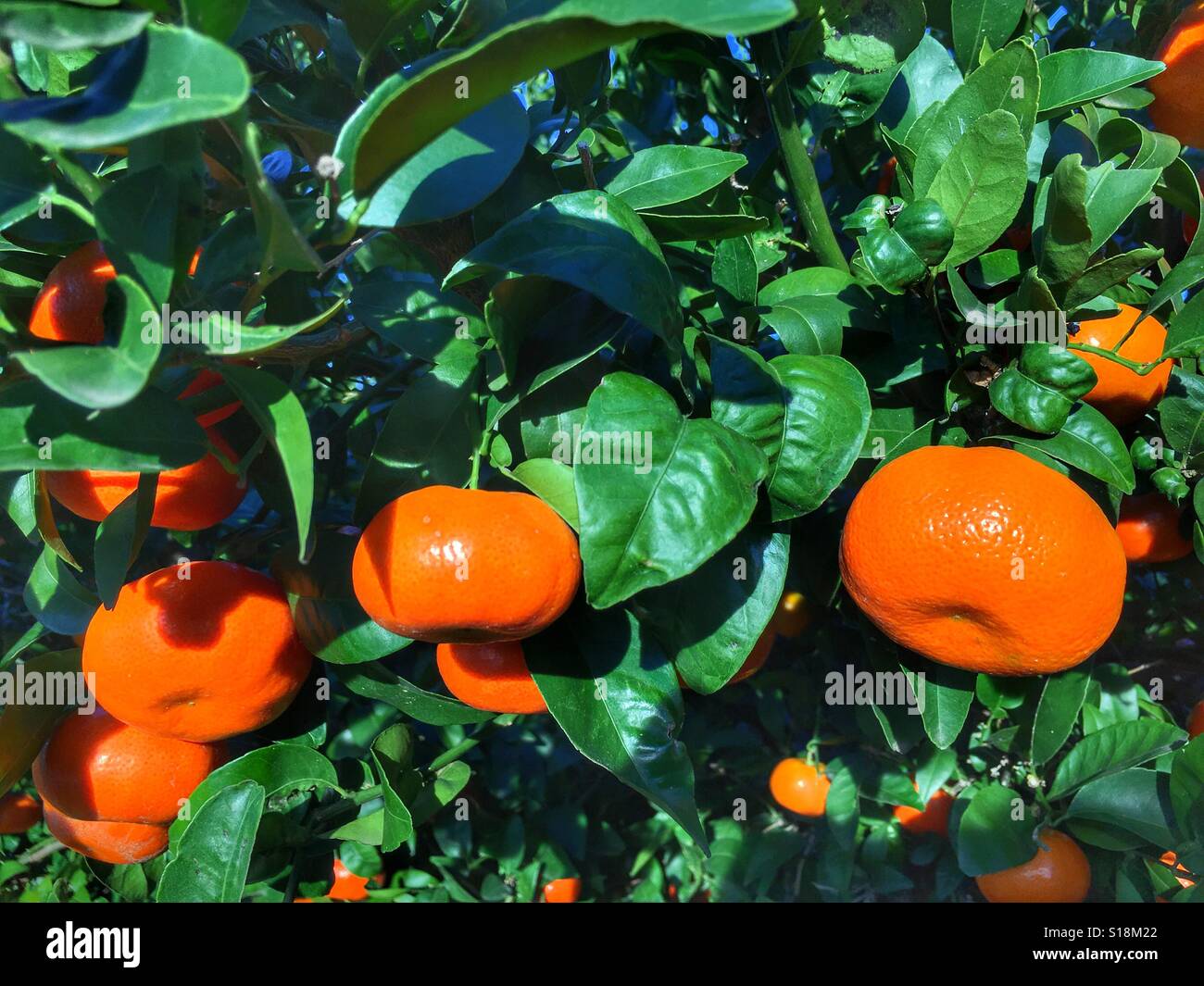 Clementine oranges on tree Stock Photo - Alamy