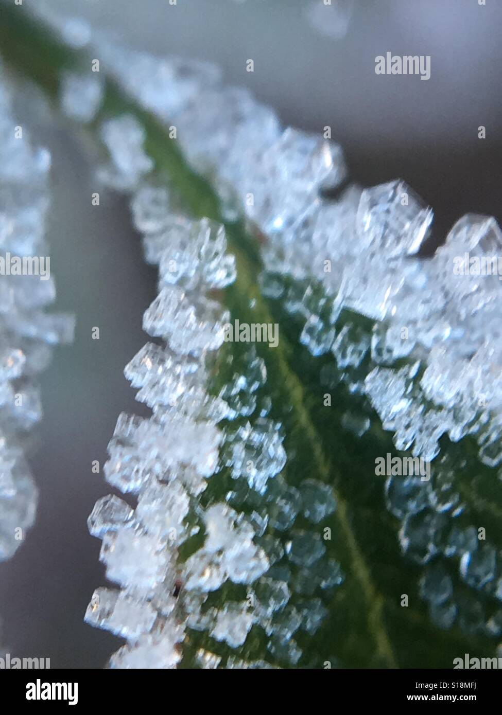 Cold leaf hi-res stock photography and images - Alamy