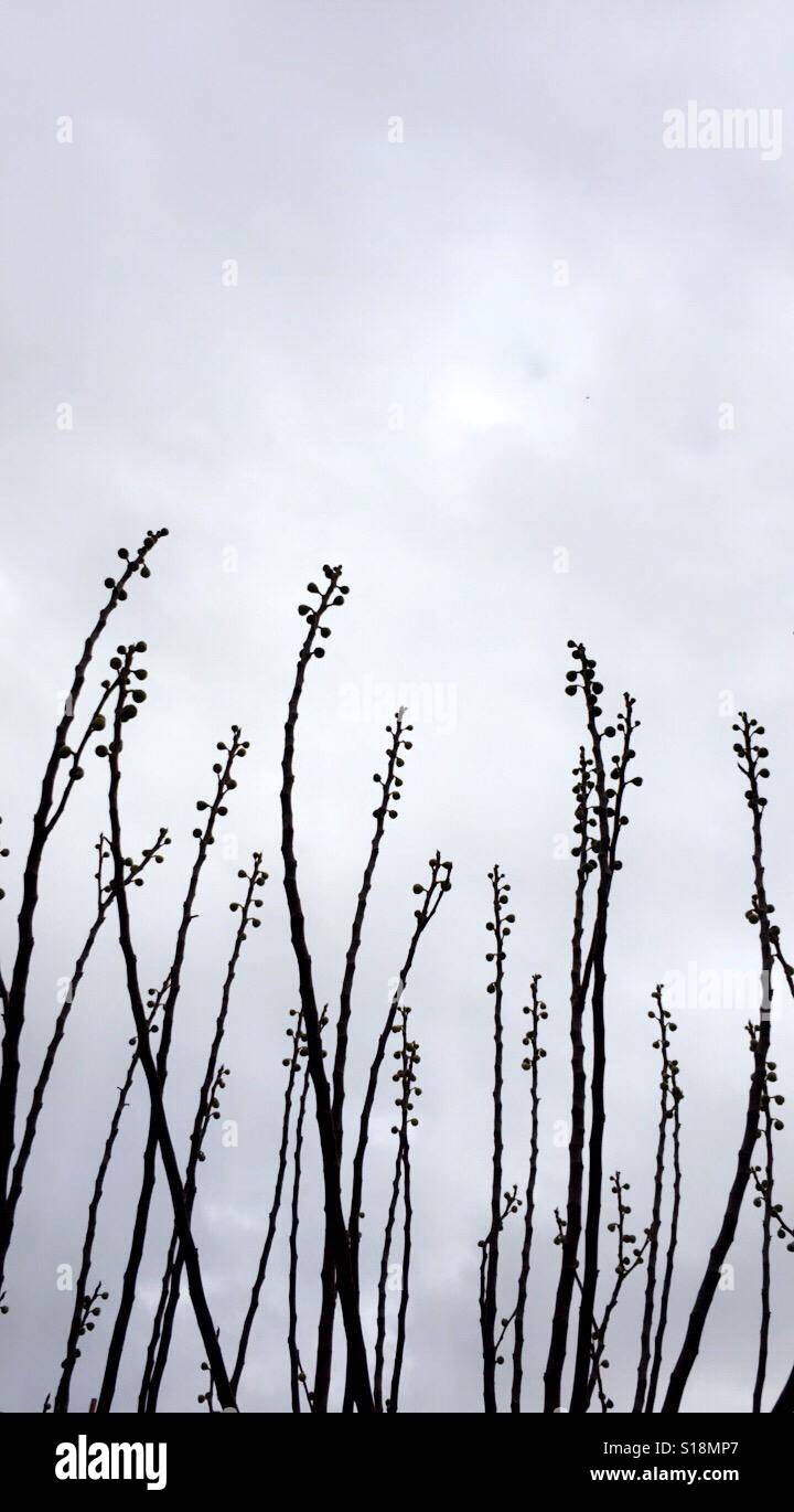 Tree roots sprouting hi-res stock photography and images - Alamy