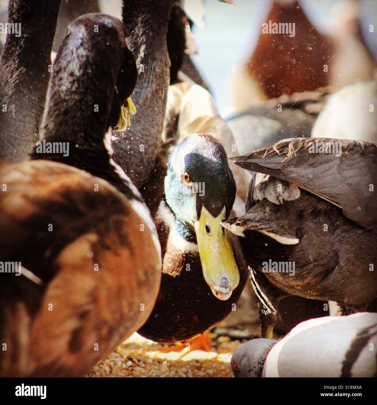 Mallard Ducks Eating High Resolution Stock Photography and Images - Alamy