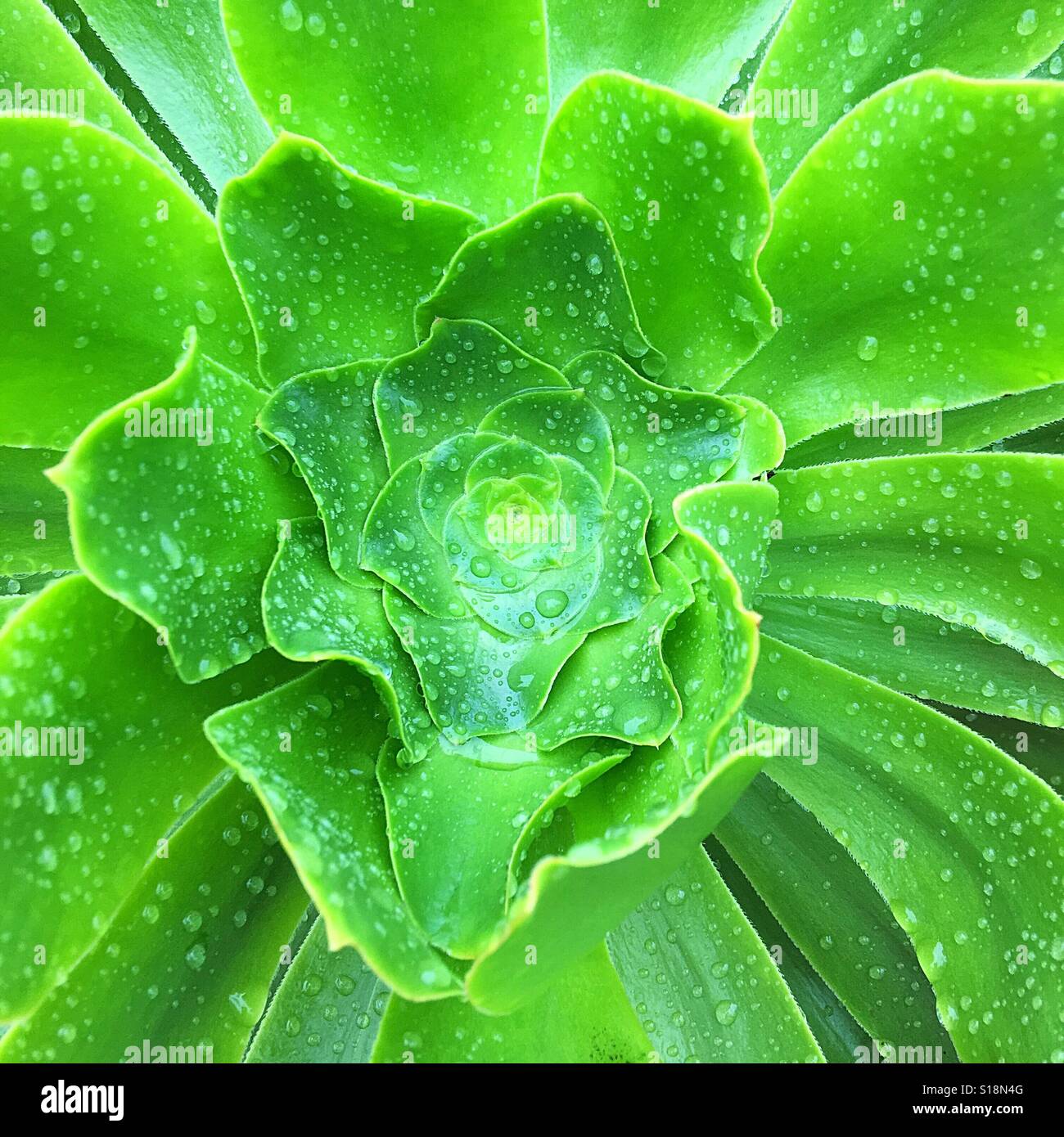 The plant 4 Stock Photo - Alamy