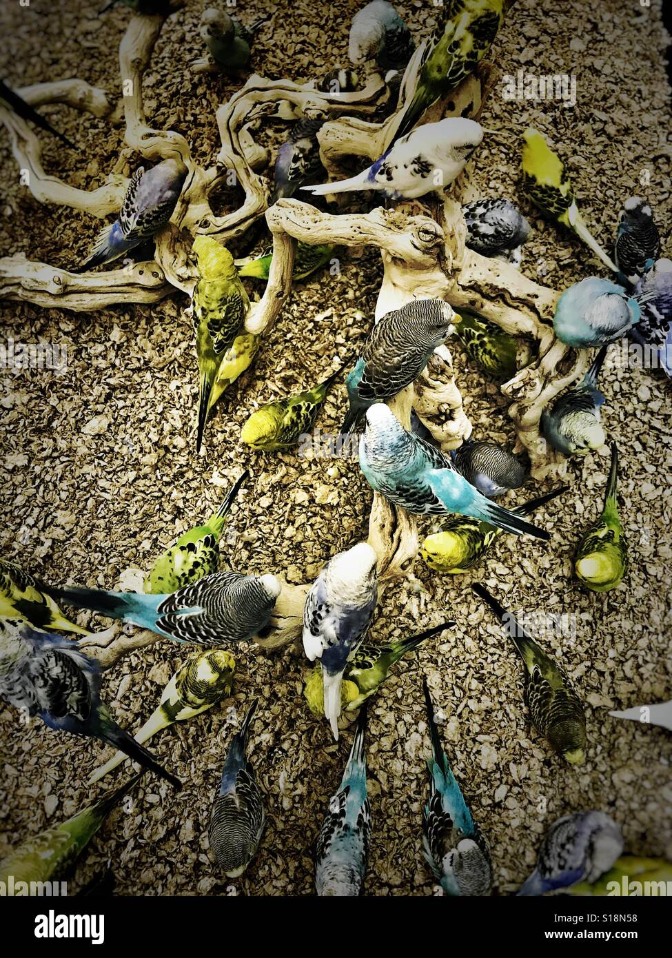 Flock of blue and yellow parakeets around a tree branch Stock Photo - Alamy