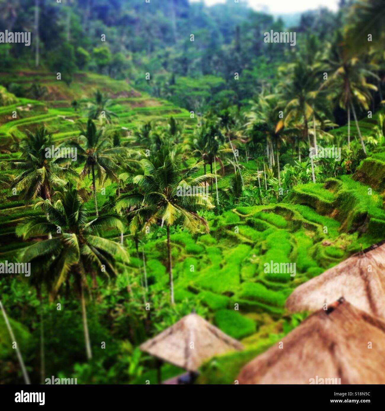 Rice fields near Ubud, Bali Stock Photo - Alamy