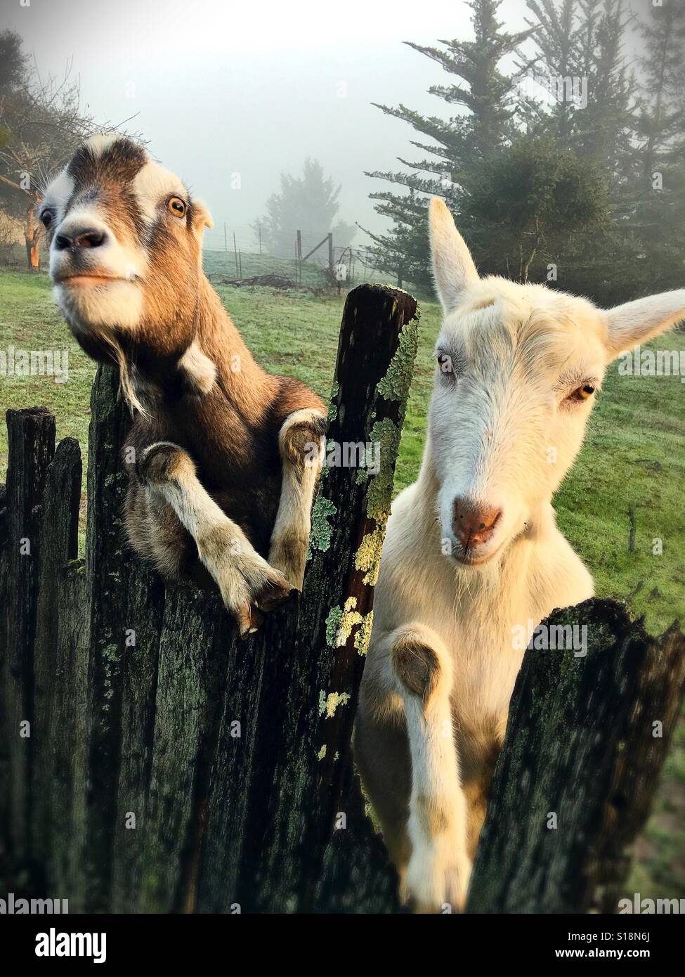 A goat two goats hi-res stock photography and images - Alamy