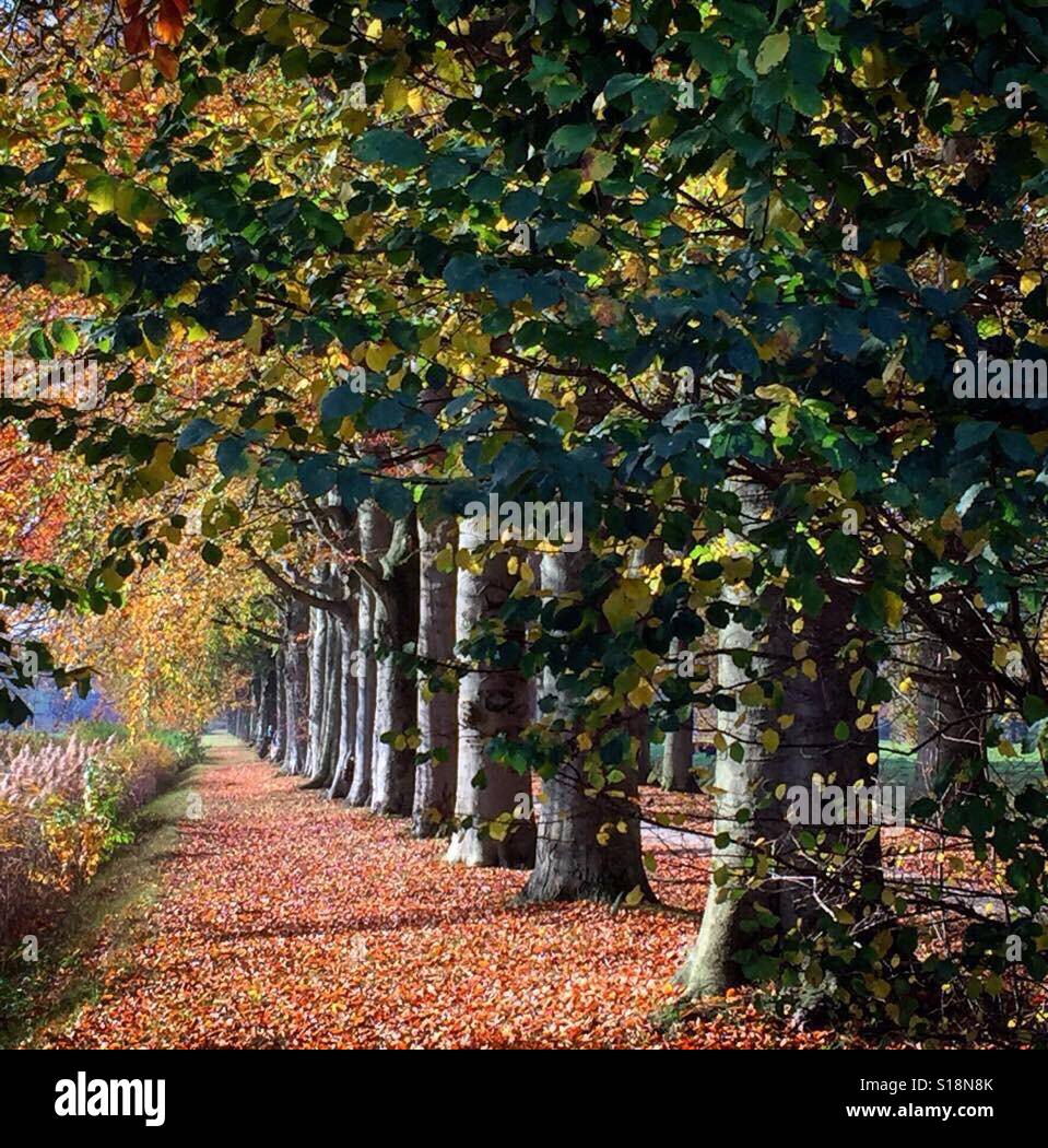 Magnificent trees along a path in the forest Stock Photo - Alamy