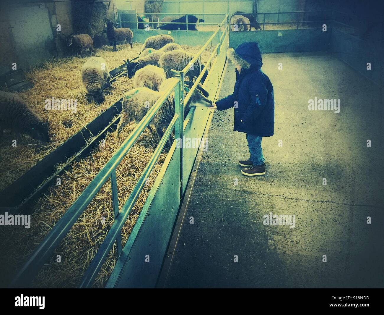 A young boy feeds sheep at an open farm Stock Photo - Alamy