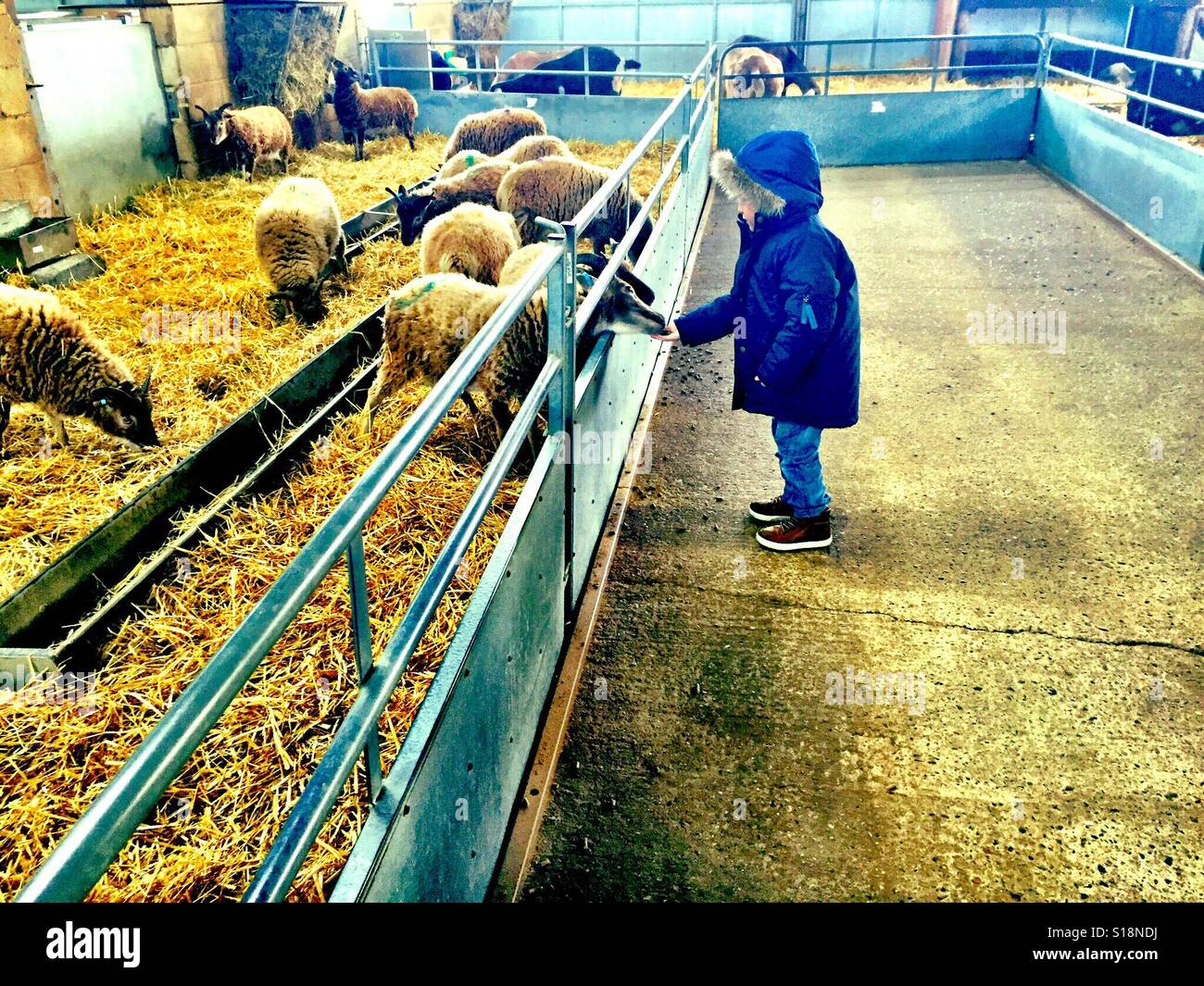 Boy feeding sheep hi-res stock photography and images - Alamy