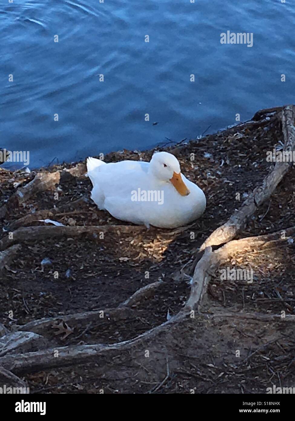 Sitting duck hi-res stock photography and images - Alamy