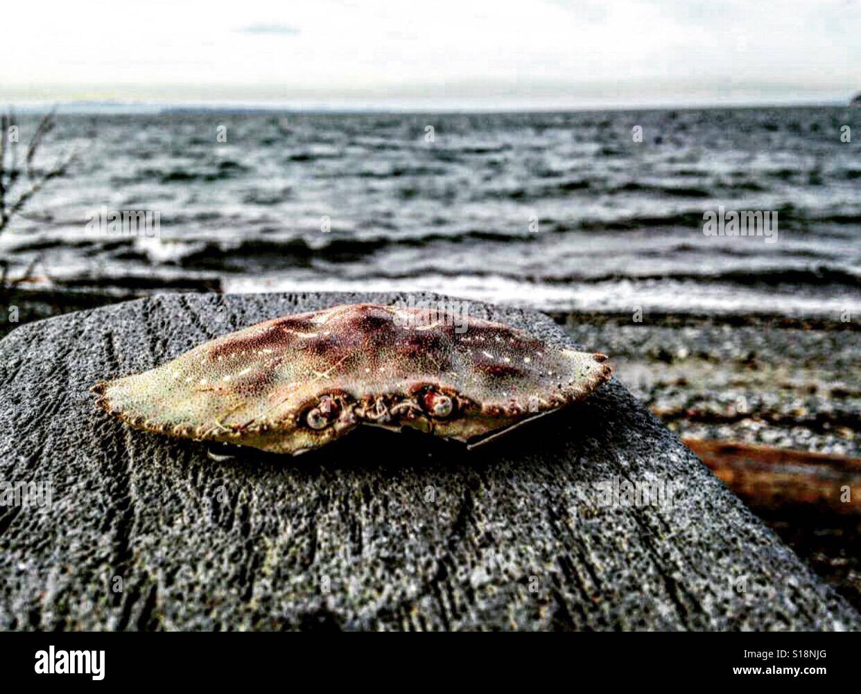 Birch bay hi-res stock photography and images - Alamy