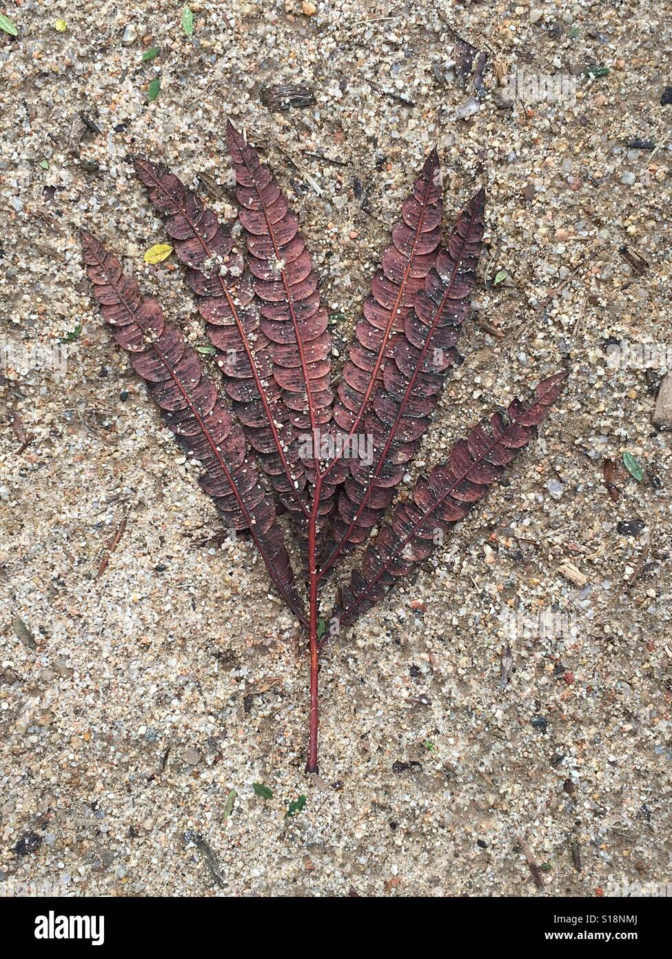 Leaf in wet sand hi-res stock photography and images - Alamy