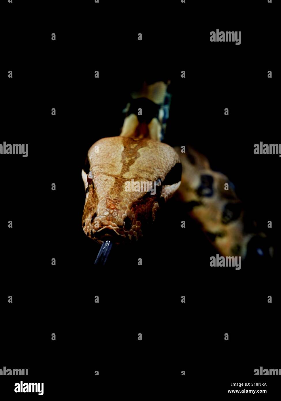 Boa photography hi-res stock photography and images - Alamy