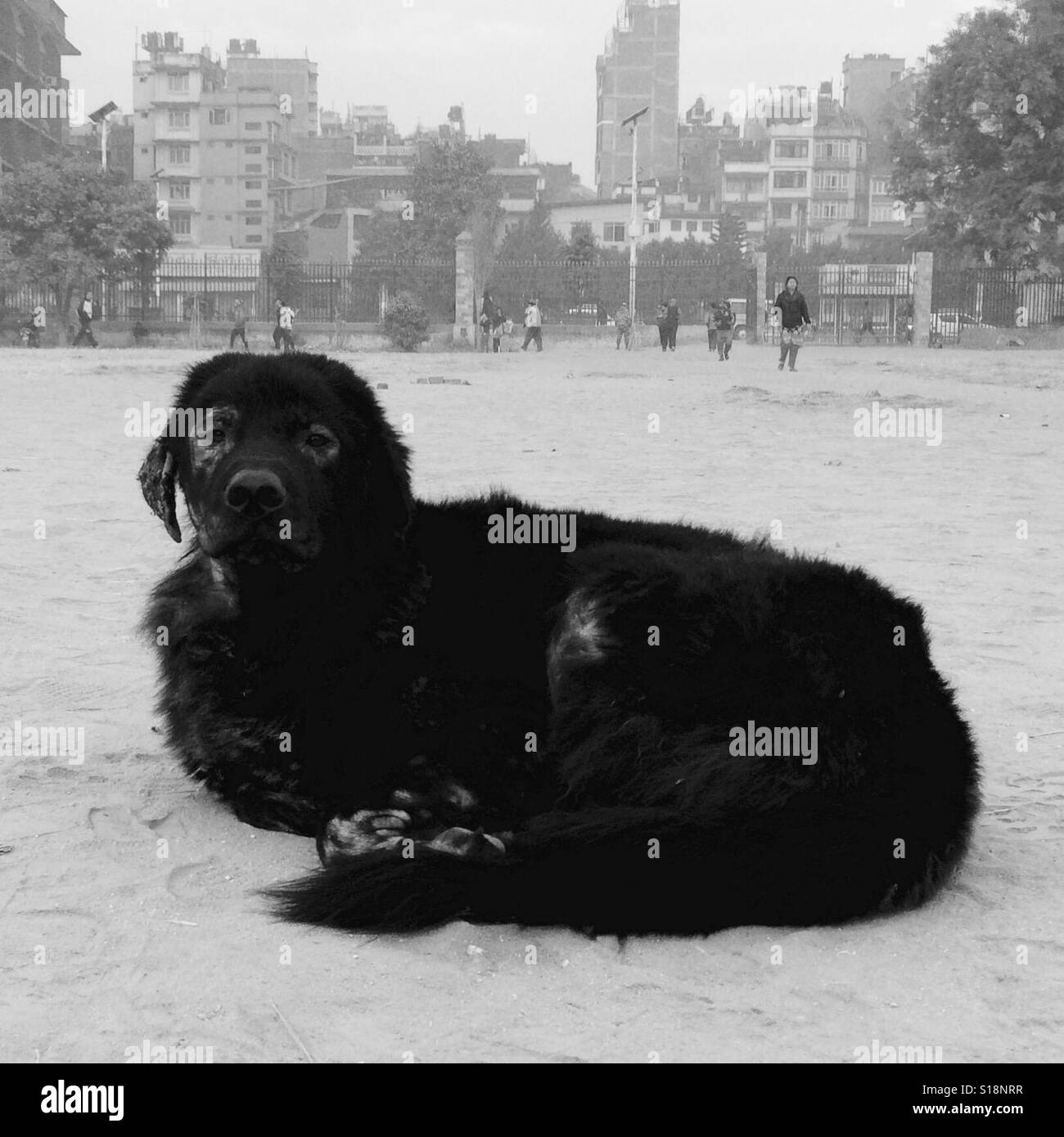 Bw dog hi-res stock photography and images - Alamy