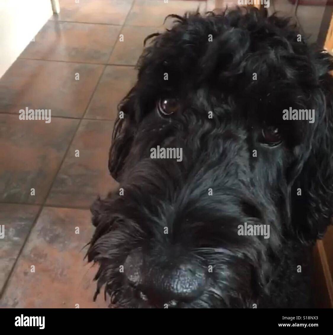 Springerdoodle hi-res stock photography and images - Alamy