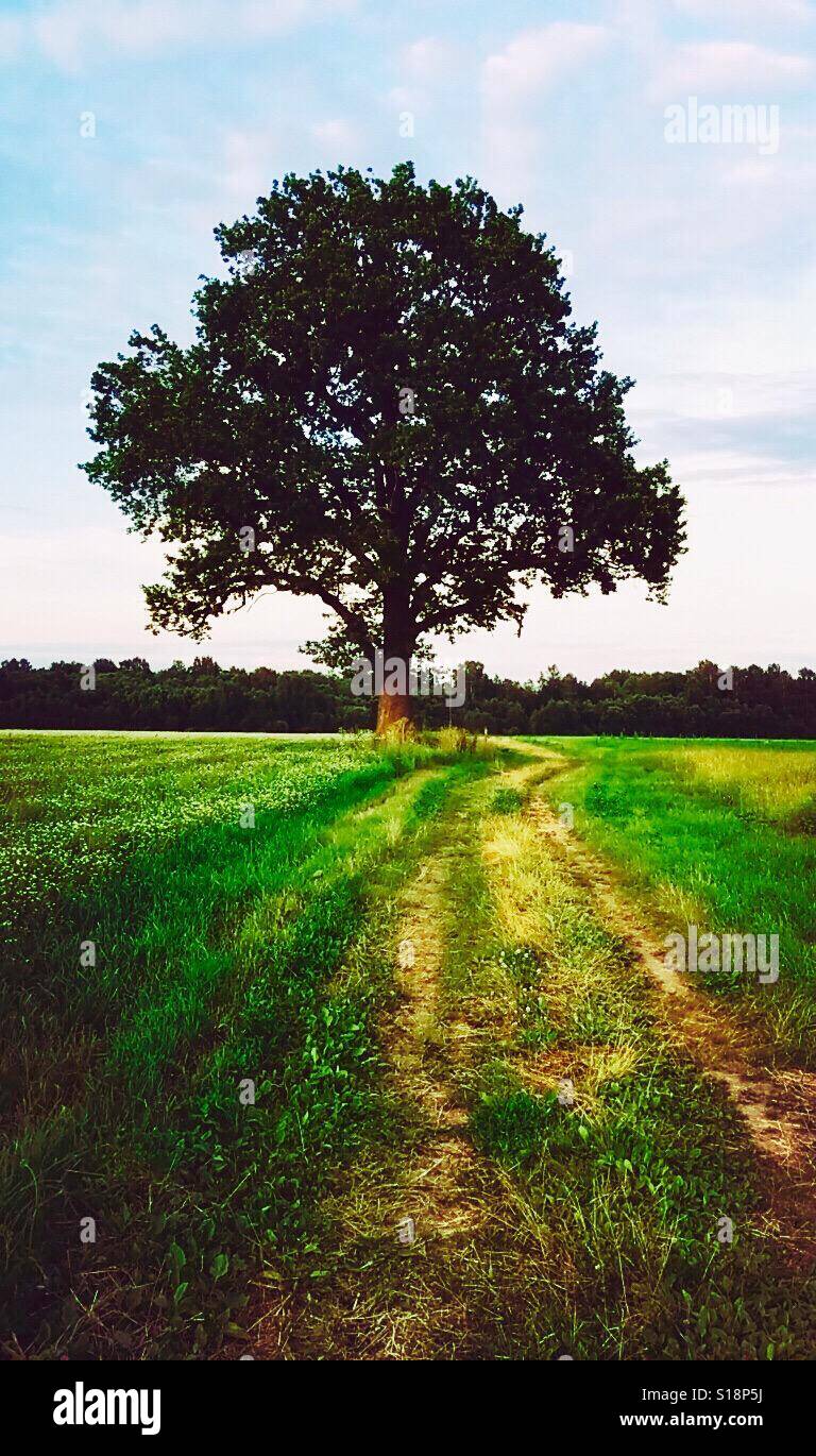Long tree hi-res stock photography and images - Alamy