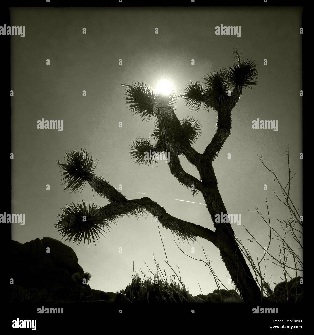 Joshua tree silhouette hi-res stock photography and images - Alamy