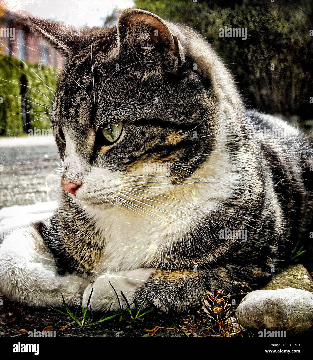 Contemplative still life hi-res stock photography and images - Alamy