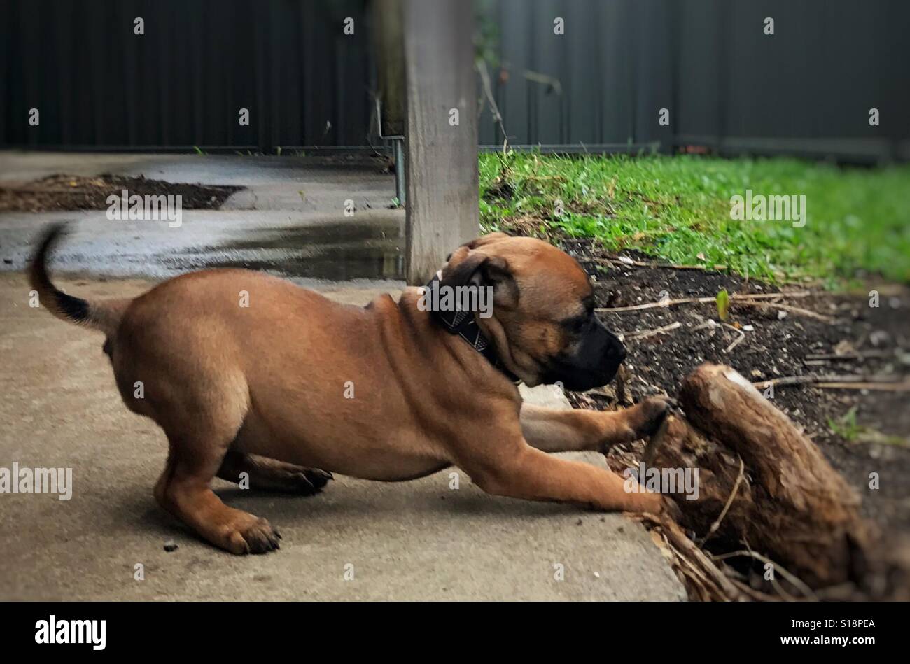 Staffordshire bulldog hi-res stock photography and images - Alamy