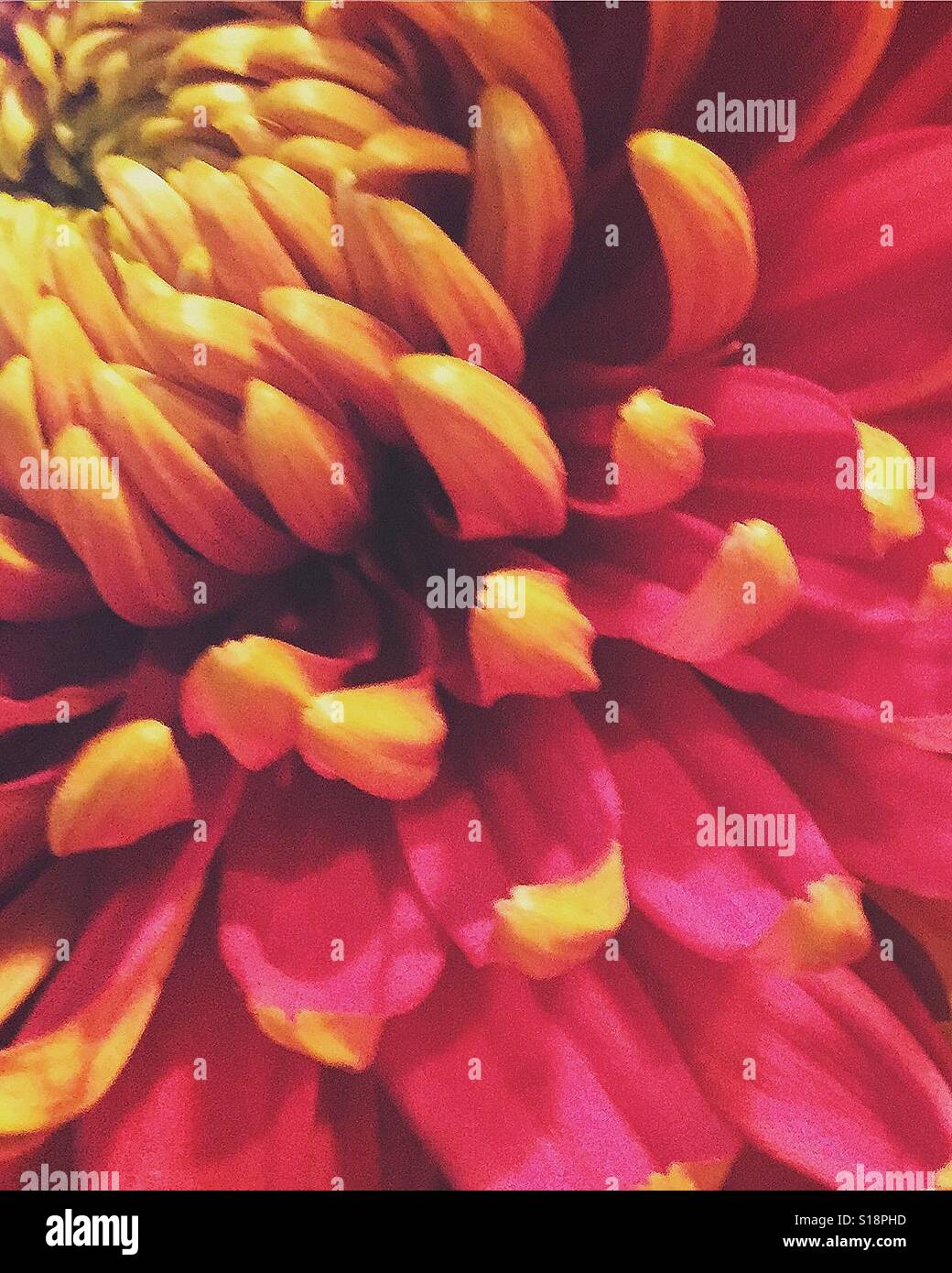 Fuchsia colored flower hi-res stock photography and images - Alamy