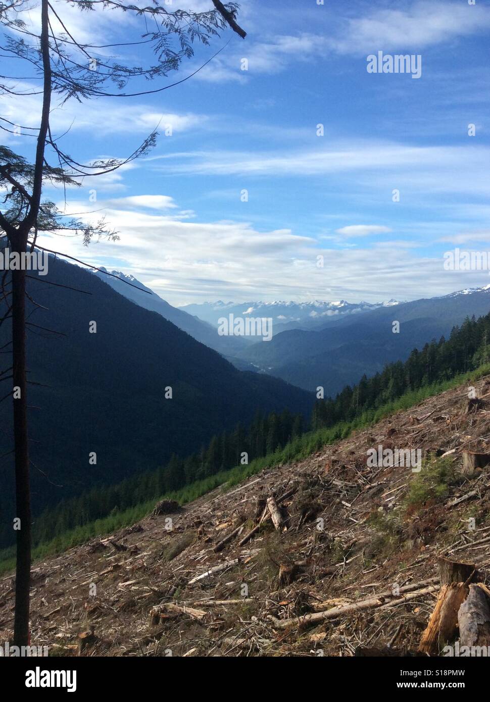 Lillooet lake cutblock Stock Photo - Alamy