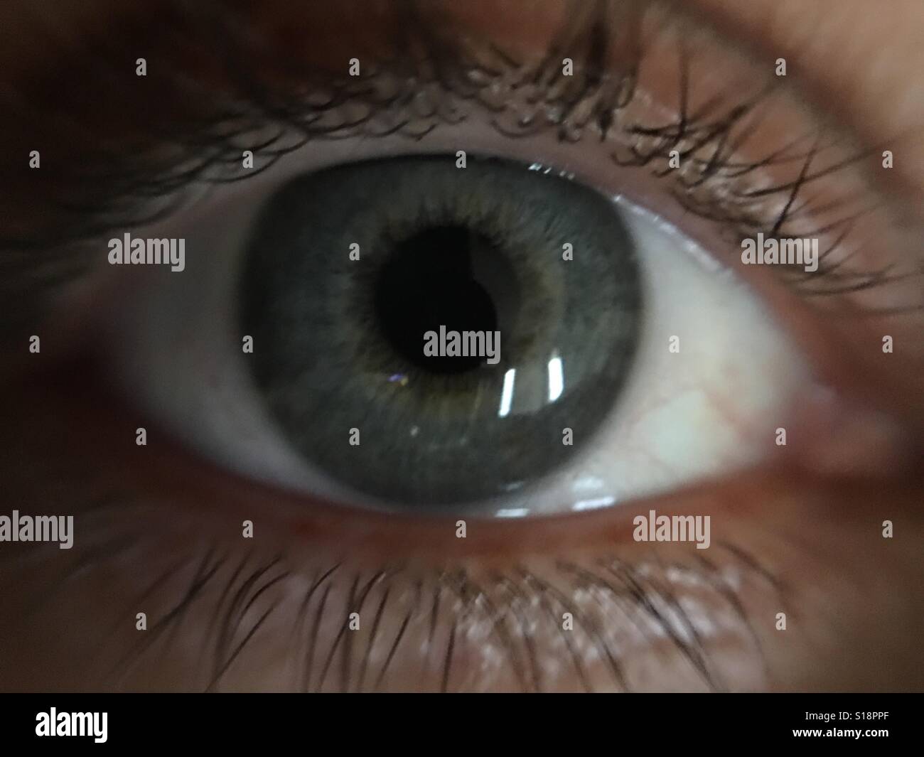 The mothers veins hi-res stock photography and images - Alamy