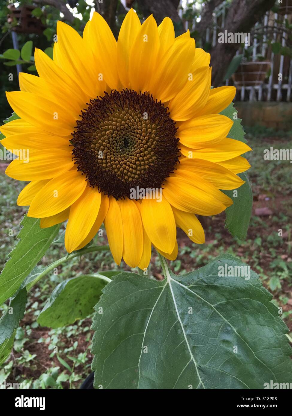 Marvelous flower hi-res stock photography and images - Alamy