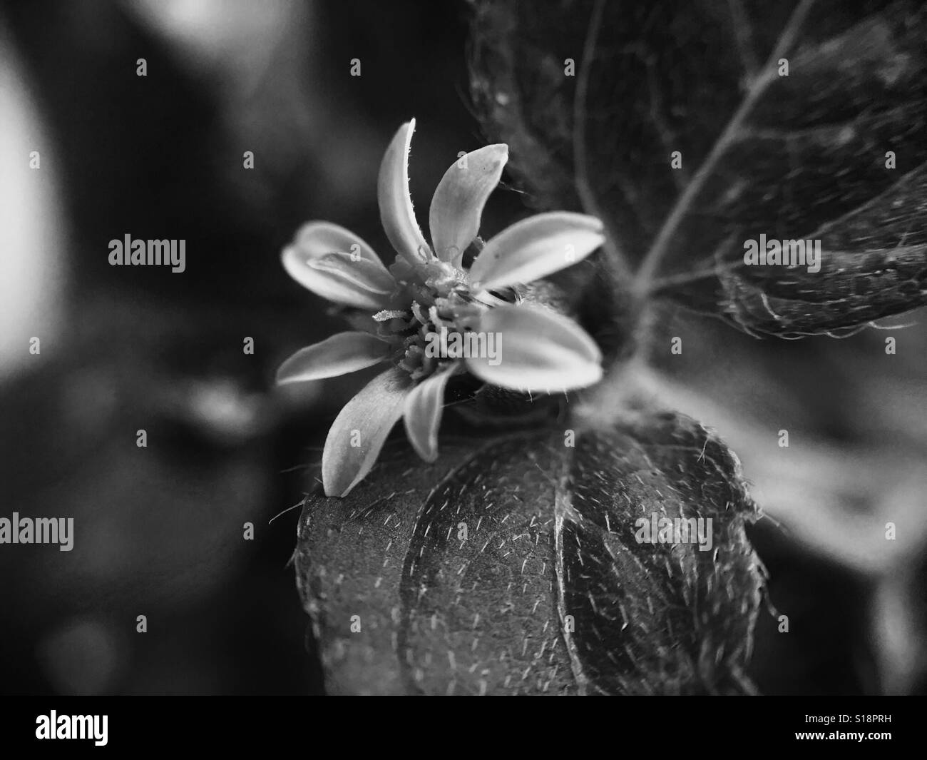 Miniscule hi-res stock photography and images - Alamy