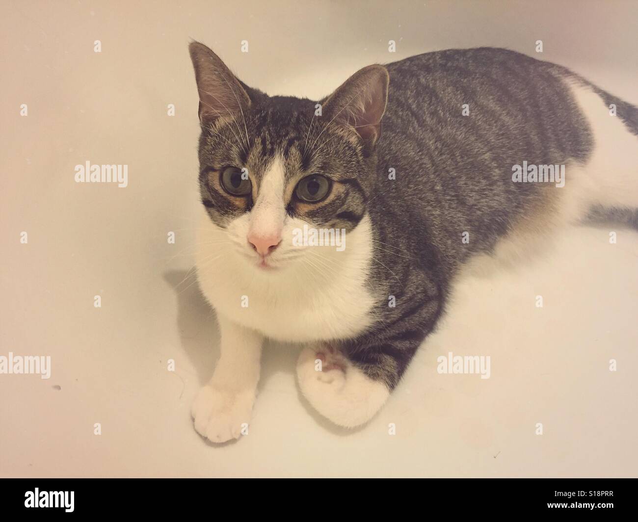 Glowing cat hi-res stock photography and images - Alamy