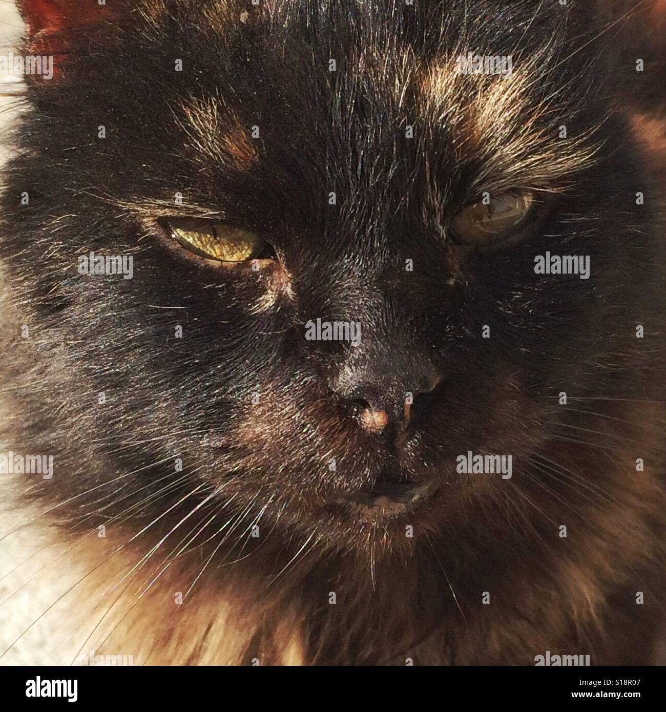 Cat portraiture hi-res stock photography and images - Alamy