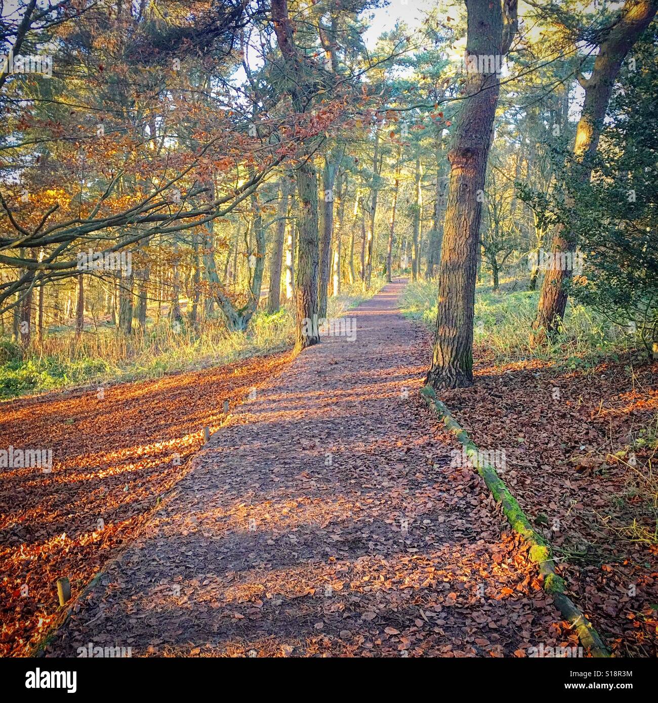 Walking wal hi-res stock photography and images - Alamy