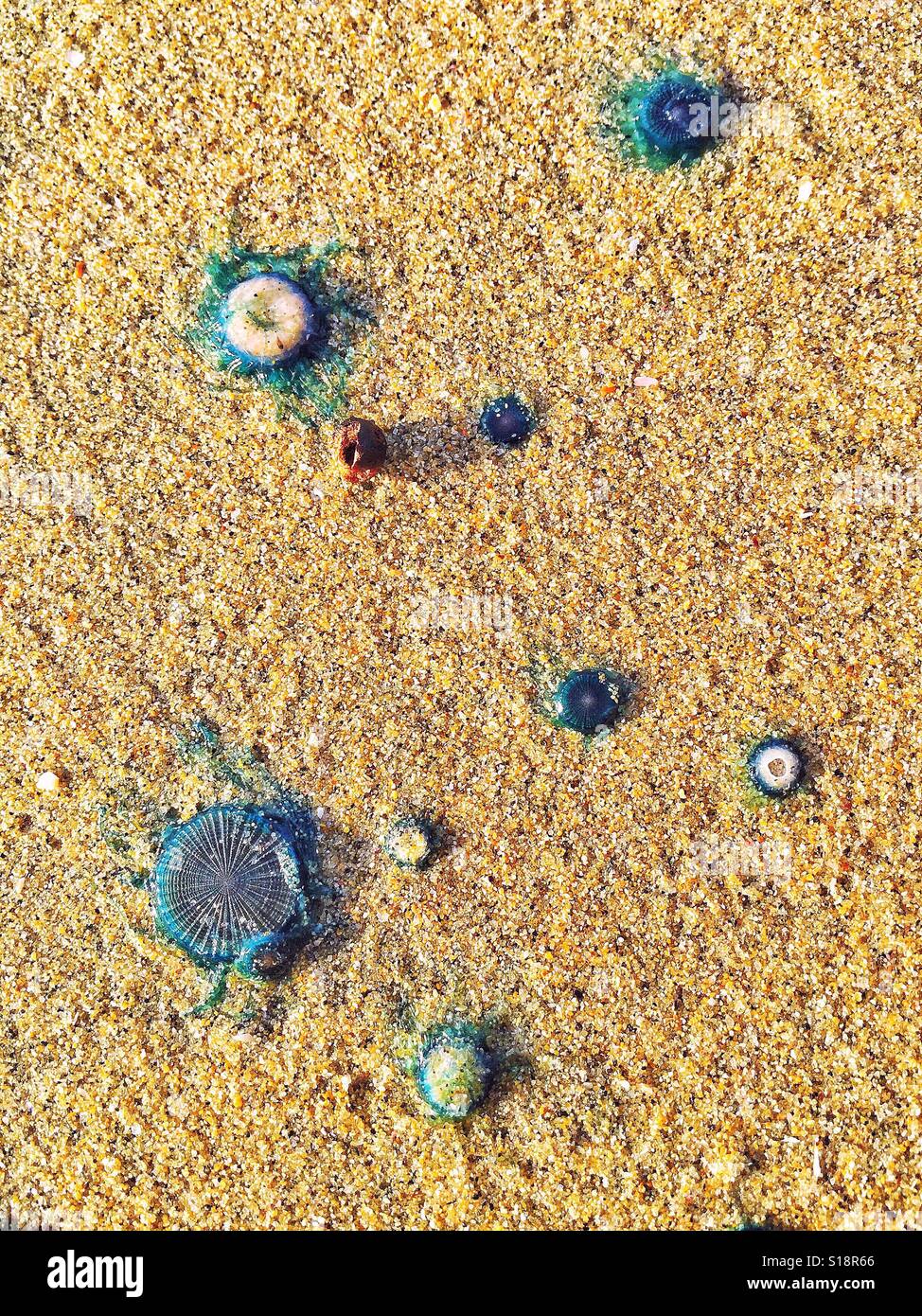 Porpita High Resolution Stock Photography and Images - Alamy