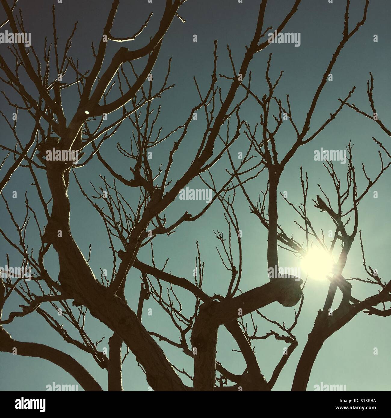 Winter Tree Branches Without Leaves High Resolution Stock Photography ...