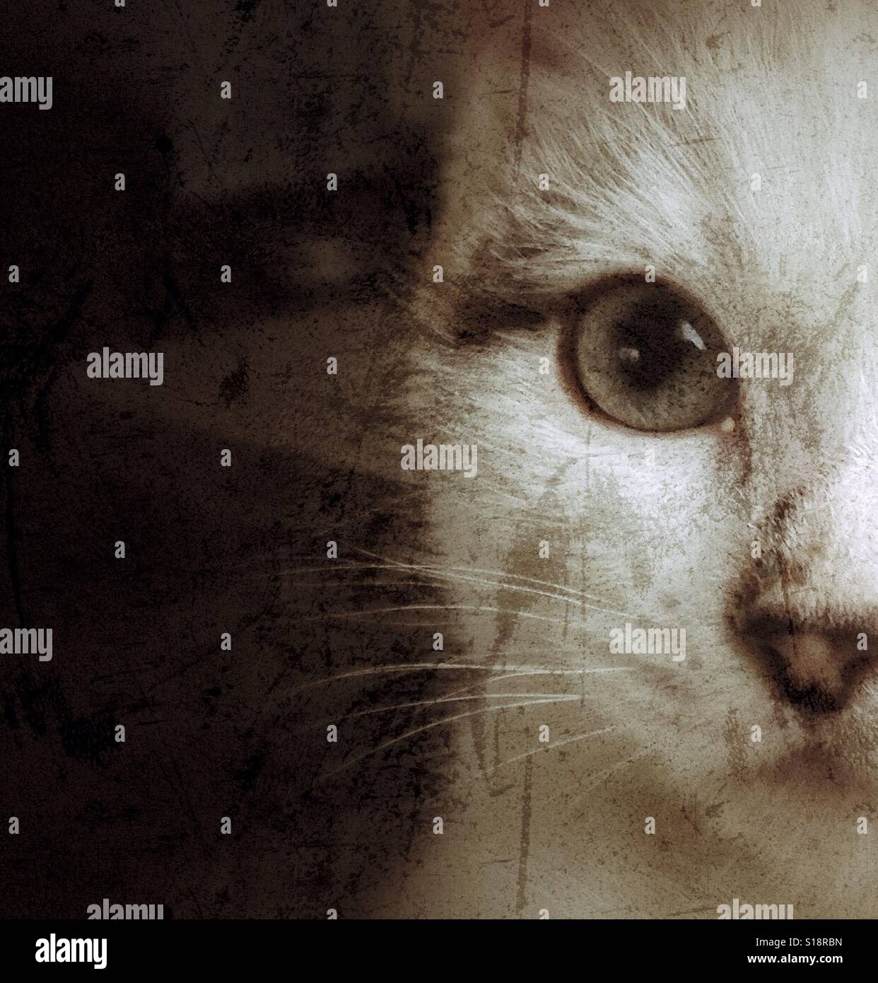 Tabby half face hi-res stock photography and images - Alamy