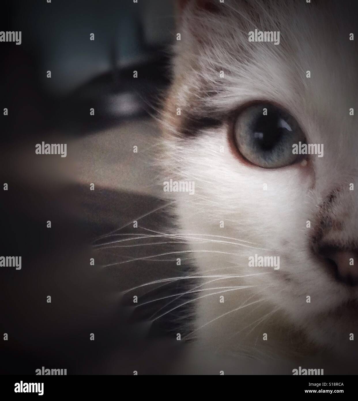 Half half cat face hi-res stock photography and images - Alamy