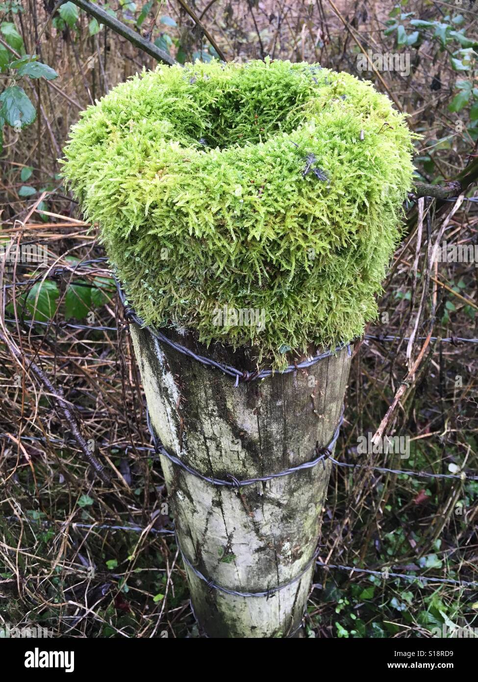 Post with moss Stock Photo - Alamy